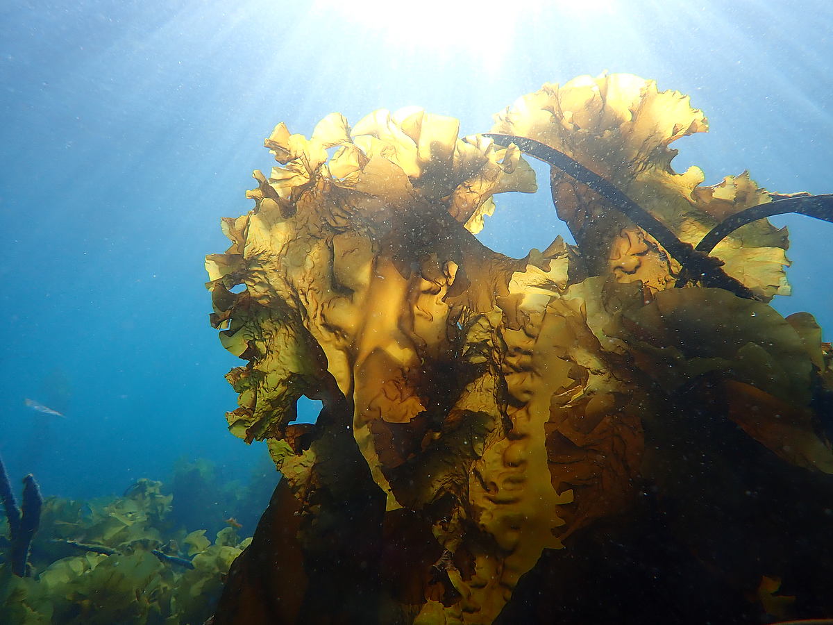 The Unforseen Effects of Melting Glaciers on Arctic Coastal Ecosystems ...